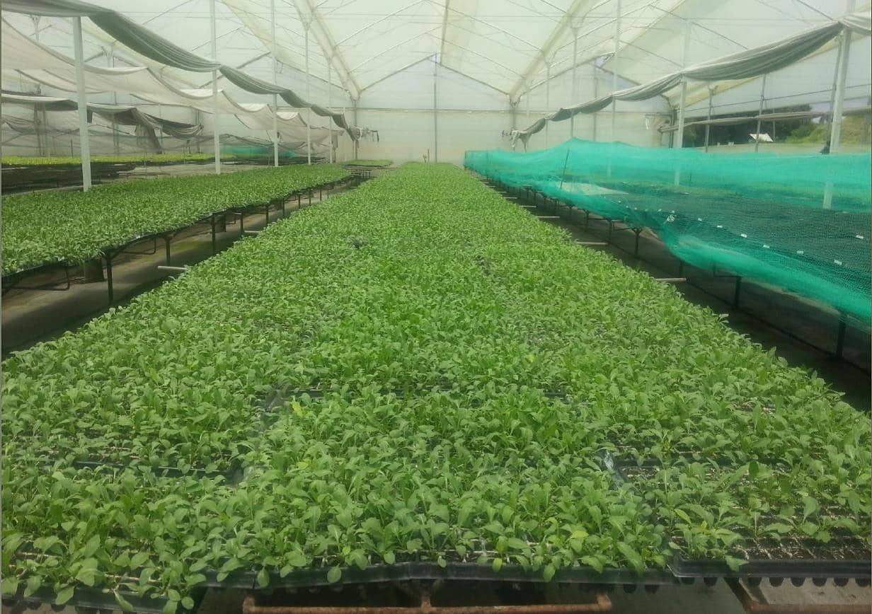 ROYAL FRUIT AND VEGETABLES SAS | Croper