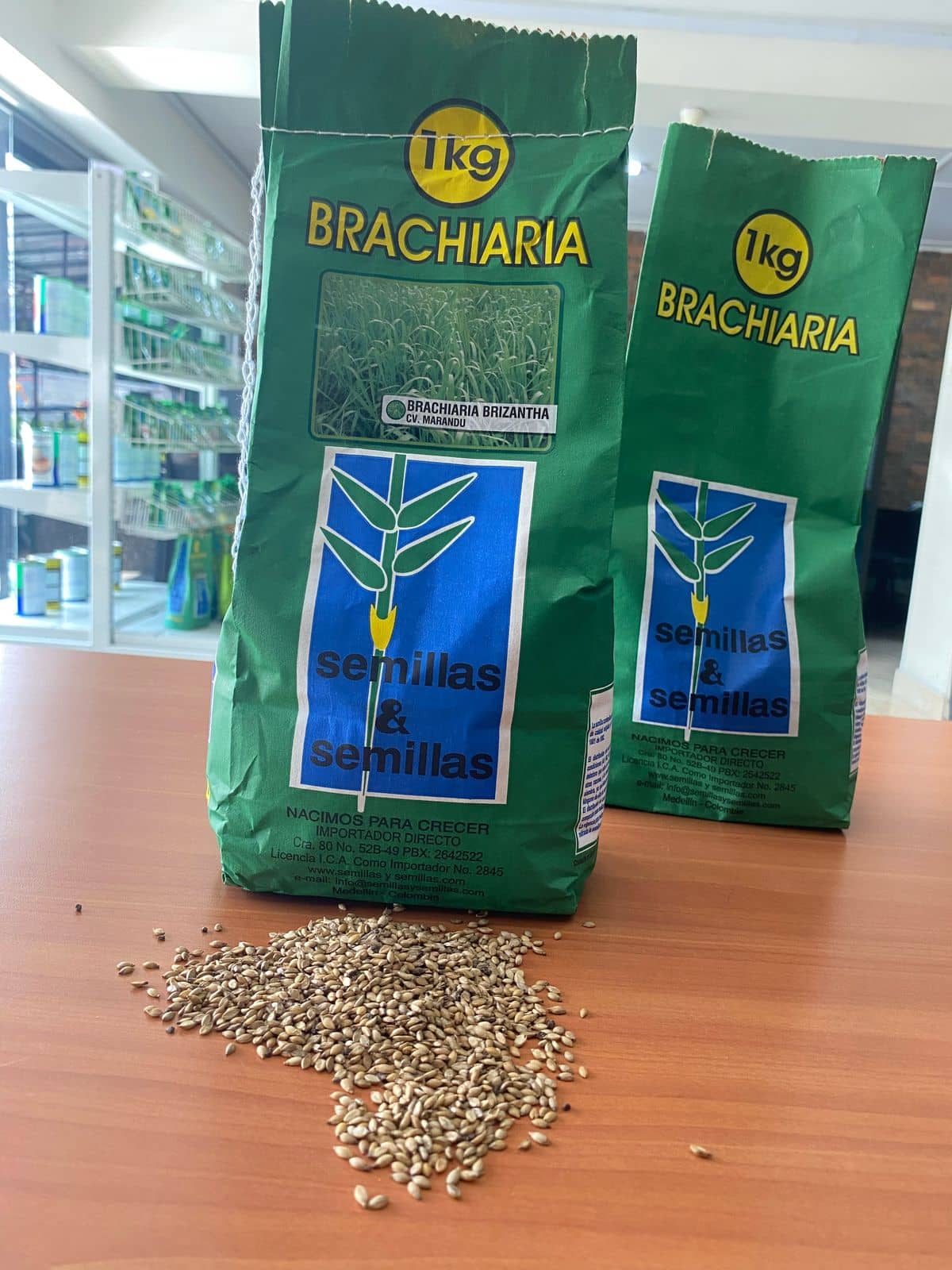 Bachiaria Brizantha Marandu | Croper