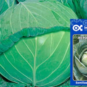Semilla de Repollo bola verde x 10 gr | Croper