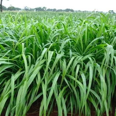 Panicum maximum cv. Tanzania | Semilla de Pasto Forrajero de Alta Producción | Croper