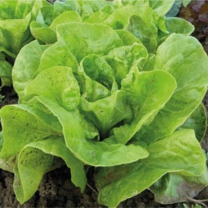 Semilla de Lechuga G lagos batavia x 4 gr | Croper