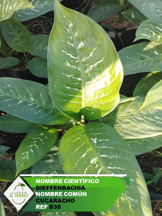 Plántula de Cucaracho | Croper